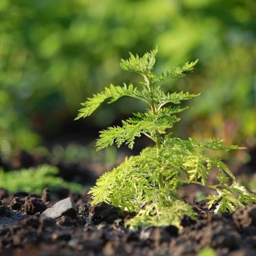 Naturálna voda Palina ročná Artemisia annua | www.bioruza.sk