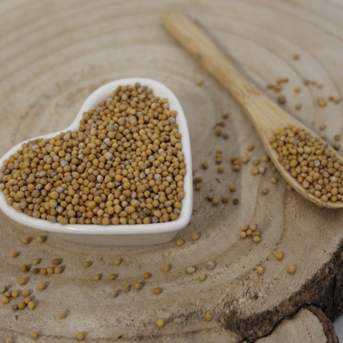 Hořčice bílá - semeno - Sinapis alba - Semen sinapis | www.bioruze.cz